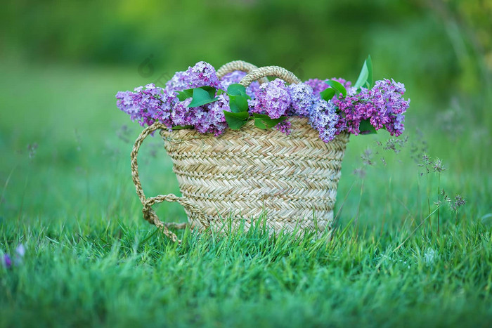 淡紫色花女人手淡紫色开花淡紫色布什布鲁姆-包图企业站