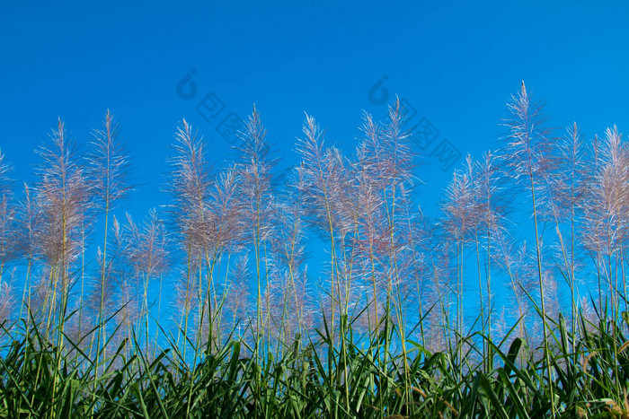 糖狗花日出美蓝色的天空云白天泰国-包图企业站