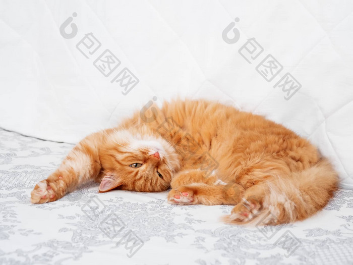 可爱的姜猫说谎床上毛茸茸的宠物伸展运动舒 包图企业站