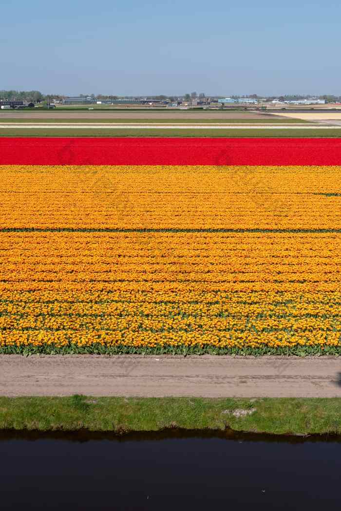 粉色红色和橙色郁金香字段图片-包图网企业站