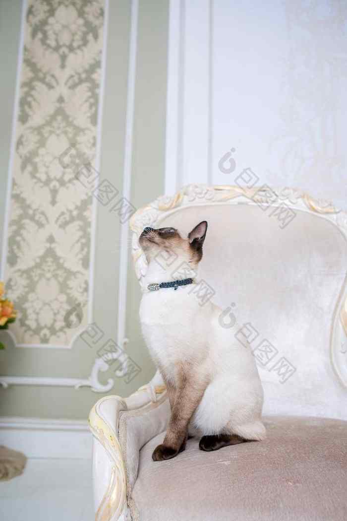 主题财富奢侈品放肆无礼的自恋的猫品种湄公 包图企业站