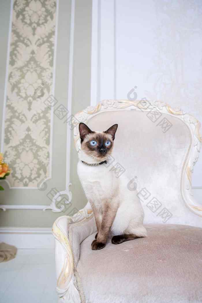 主题财富奢侈品放肆无礼的自恋的猫品种湄公 包图企业站