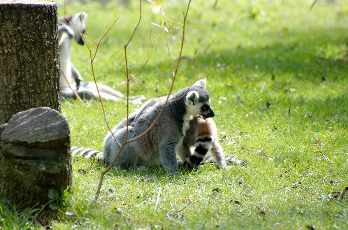 raccons图片-包图网企业站