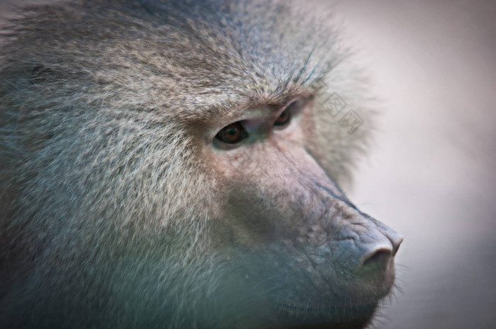 狒狒狒狒图片-包图网企业站