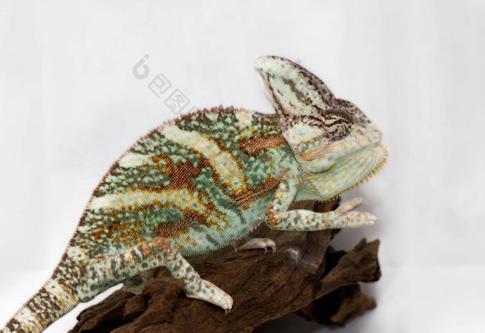 斯里兰卡卡利普特拉图斯图片-包图网企业站