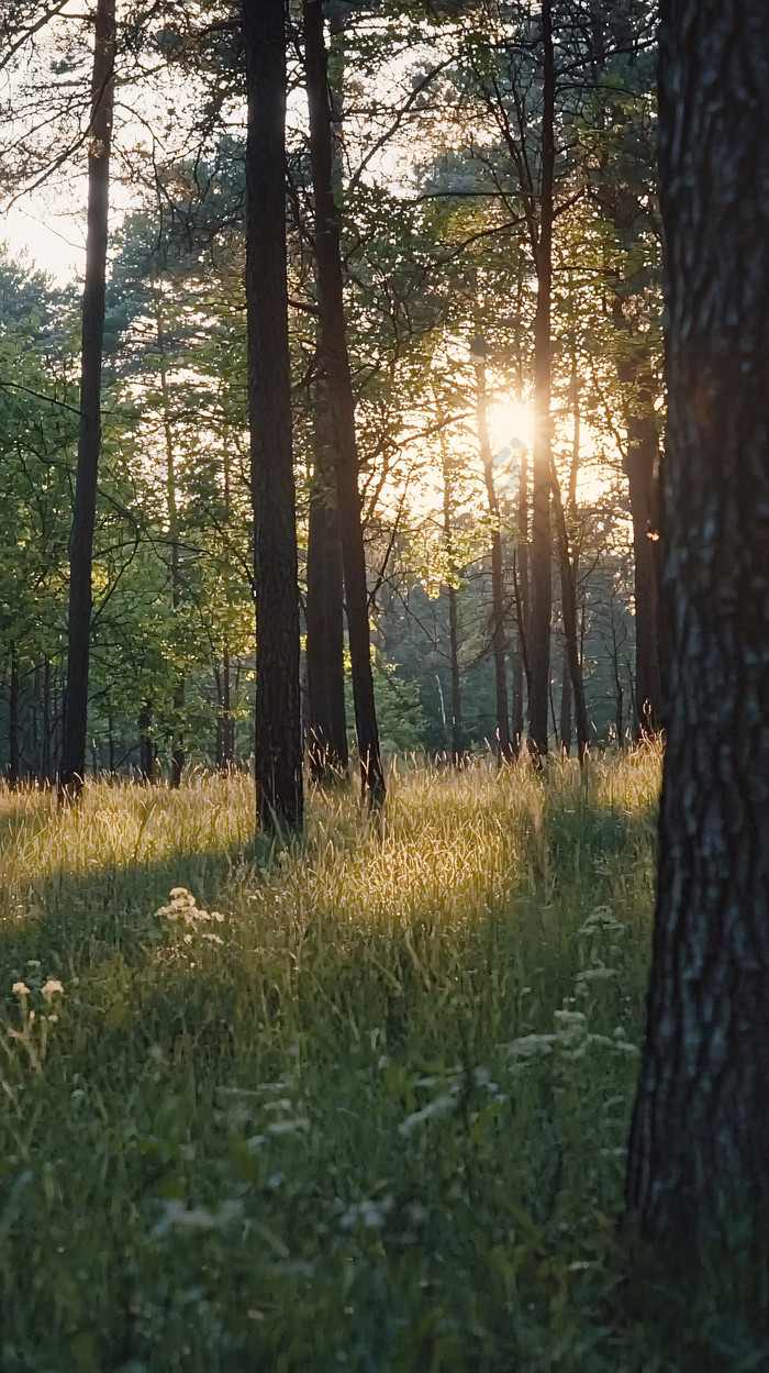 夕阳森林树木夕阳西下图片-包图网企业站
