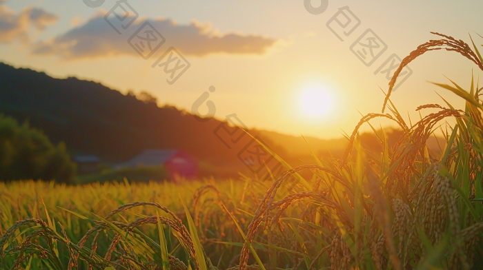 夕阳下的稻田农村图片-包图网企业站