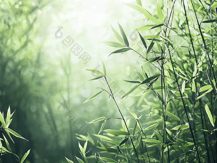 阳光下的翠绿竹林图片-包图网企业站