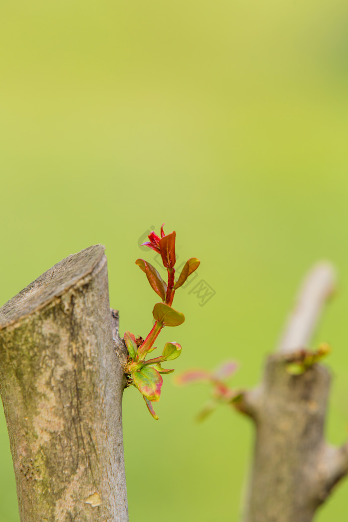 春天芽图片-春天芽素材免费下载-包图网
