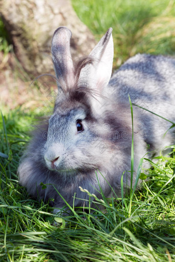 灰色兔子坐在白色背景上图片-包图网企业站
