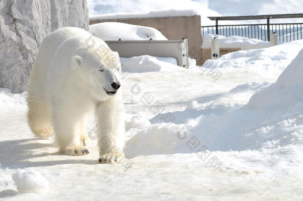 北极熊图片-包图网企业站