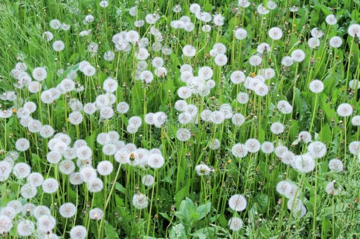 下午蒲公英花的草绿色图片-包图网企业站