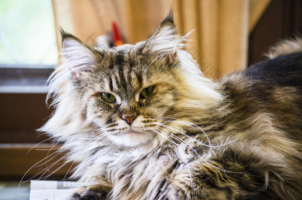 毛茸茸的可爱猫 包图企业站