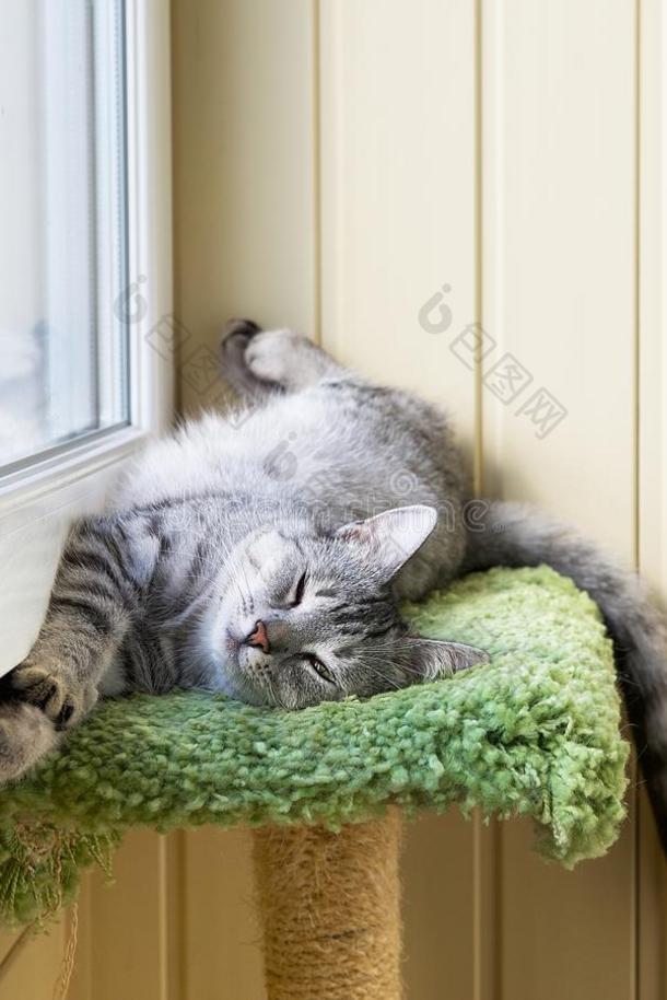 猫猫在床上有趣的困猫猫躲在床上玩猫猫在掩 包图企业站