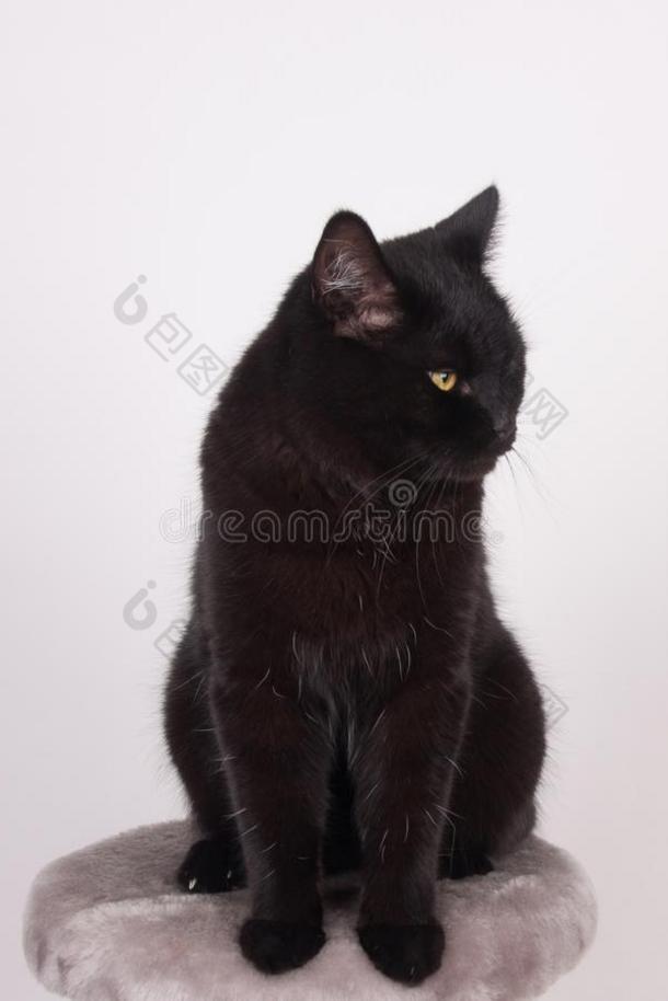 黑的猫黑的猫和黄色的眼睛隔离的向白色的图片 包图网企业站