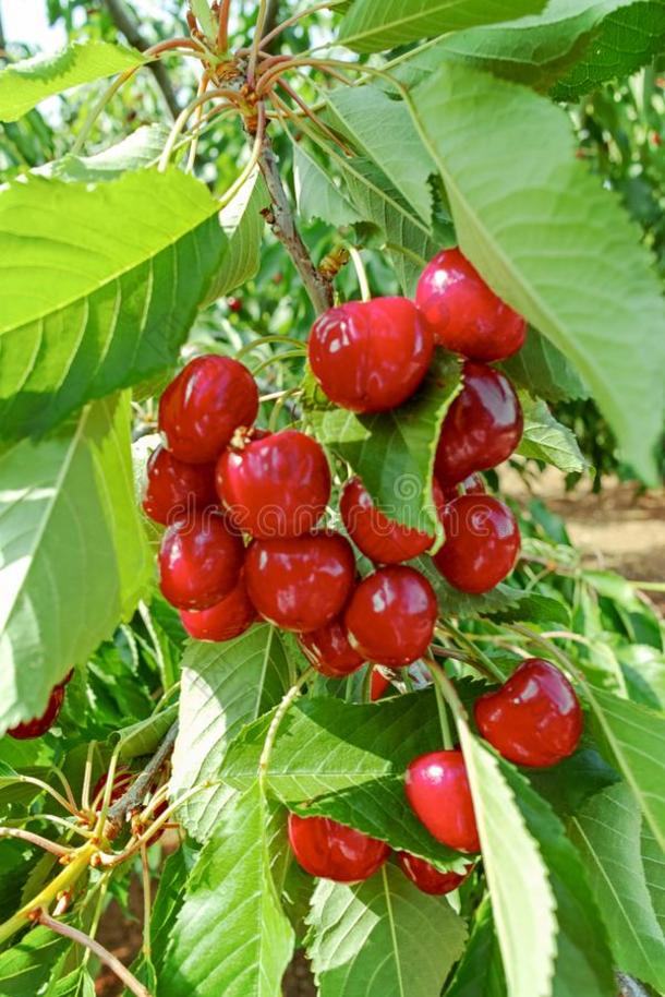 樱桃树果园和新鲜的成熟的樱桃成果在近处初图片-包图网企业站