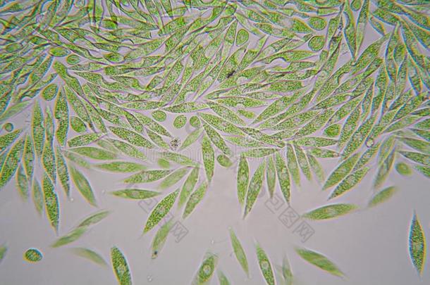 显微镜的有机物从指已提到的人池塘眼虫属股图片-包图网企业站