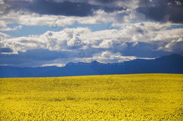 加拿大油菜花田向一一采用一向西方的一南方图片-包图网企业站