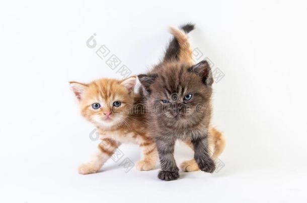 猫婴儿平纹小猫漂亮的太美了向白色的背景 包图企业站