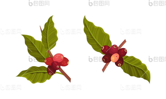 咖啡树的枝条有成熟的果实设置了插图png下载-包图网